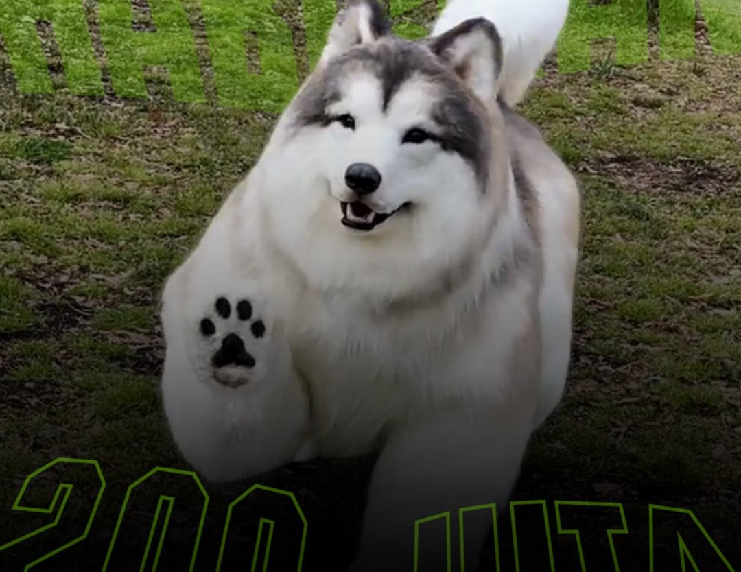 Mengenal Fenomena "Furry", Alasan di Balik Pria Jepang Rela Habiskan ...